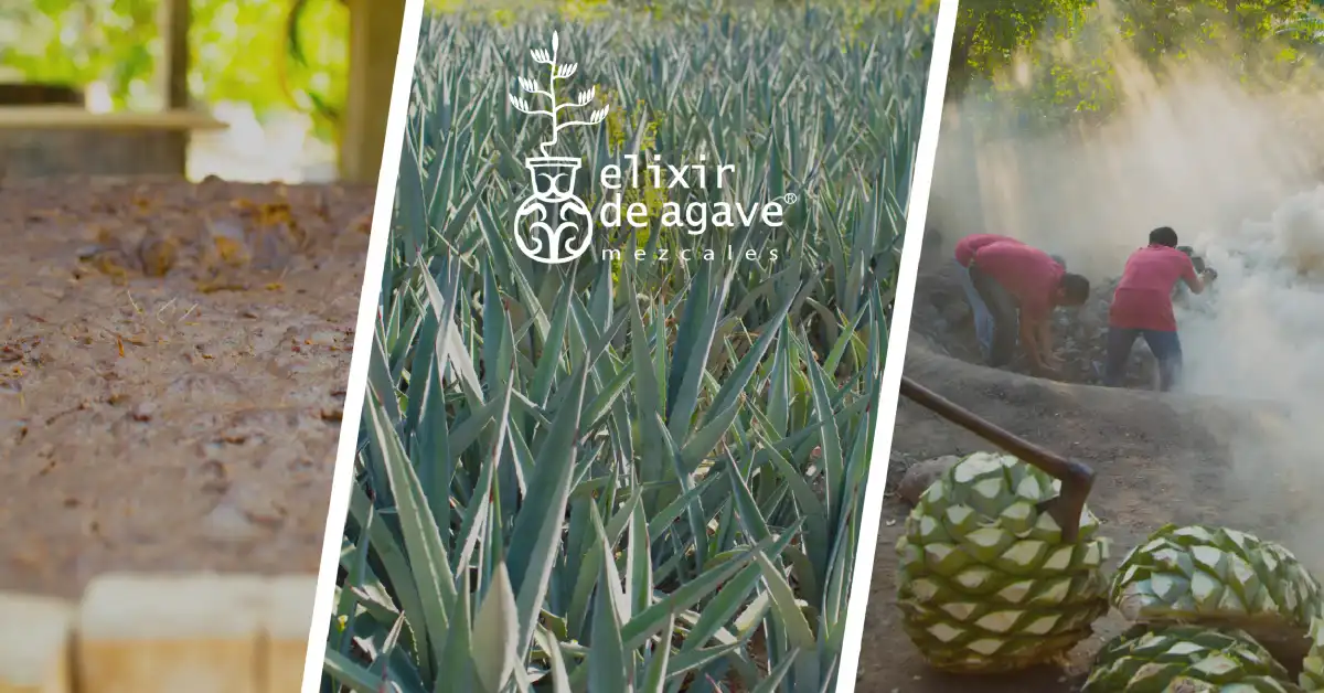 Elixir de Agave - Tienda